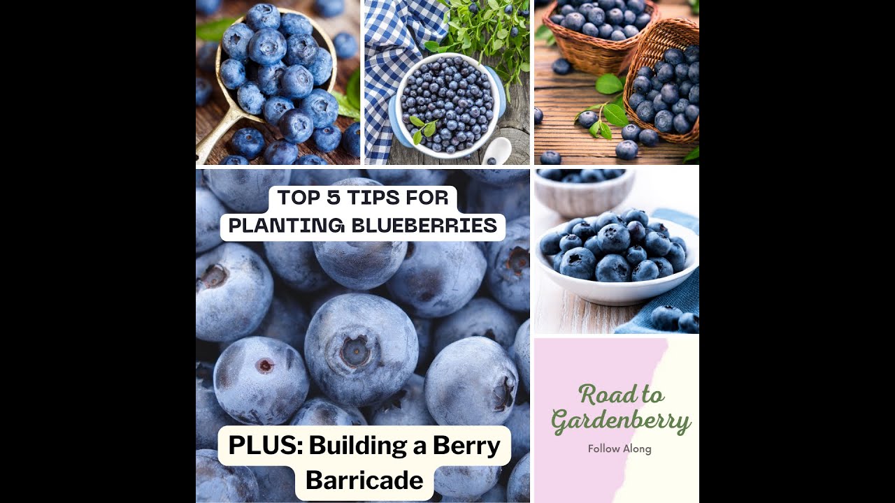 Building a Blueberry Barricade: Top 5 Tips for Planting Blueberries ...