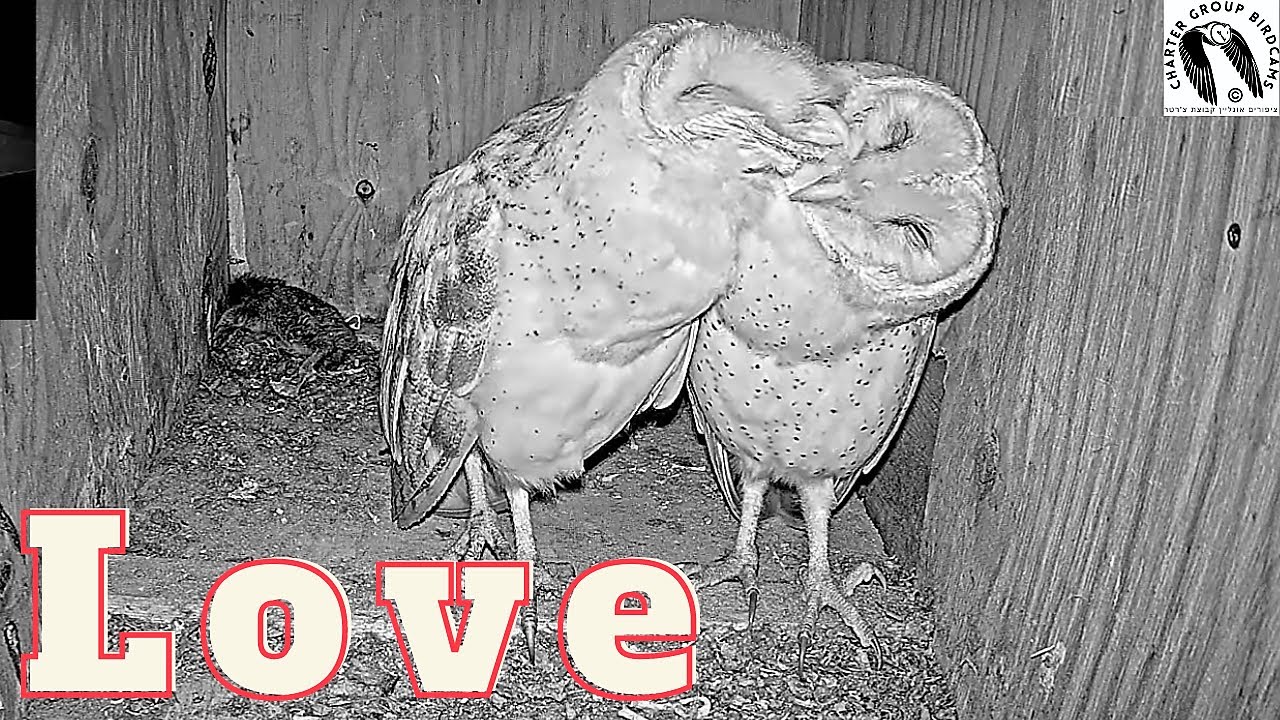 Owl cuddling: Barn owl pair loves each other so much. - YouTube