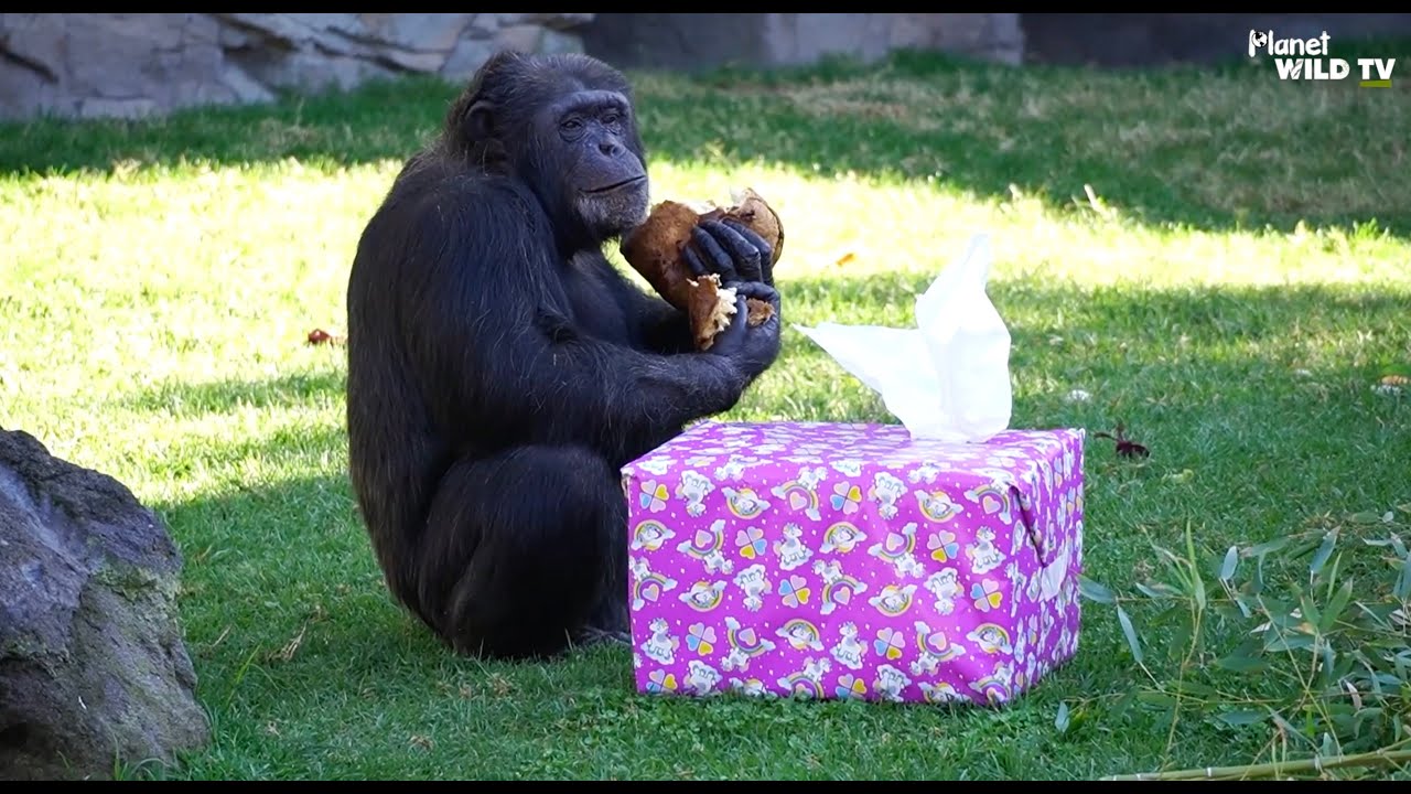 Gifts For Life 🎁 | PLANET WILD TV - YouTube