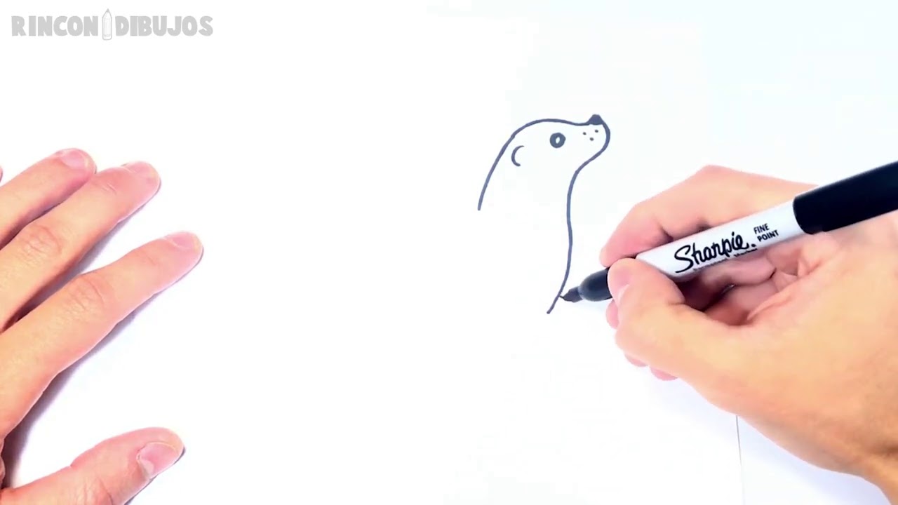 Cómo dibujar una Foca - YouTube