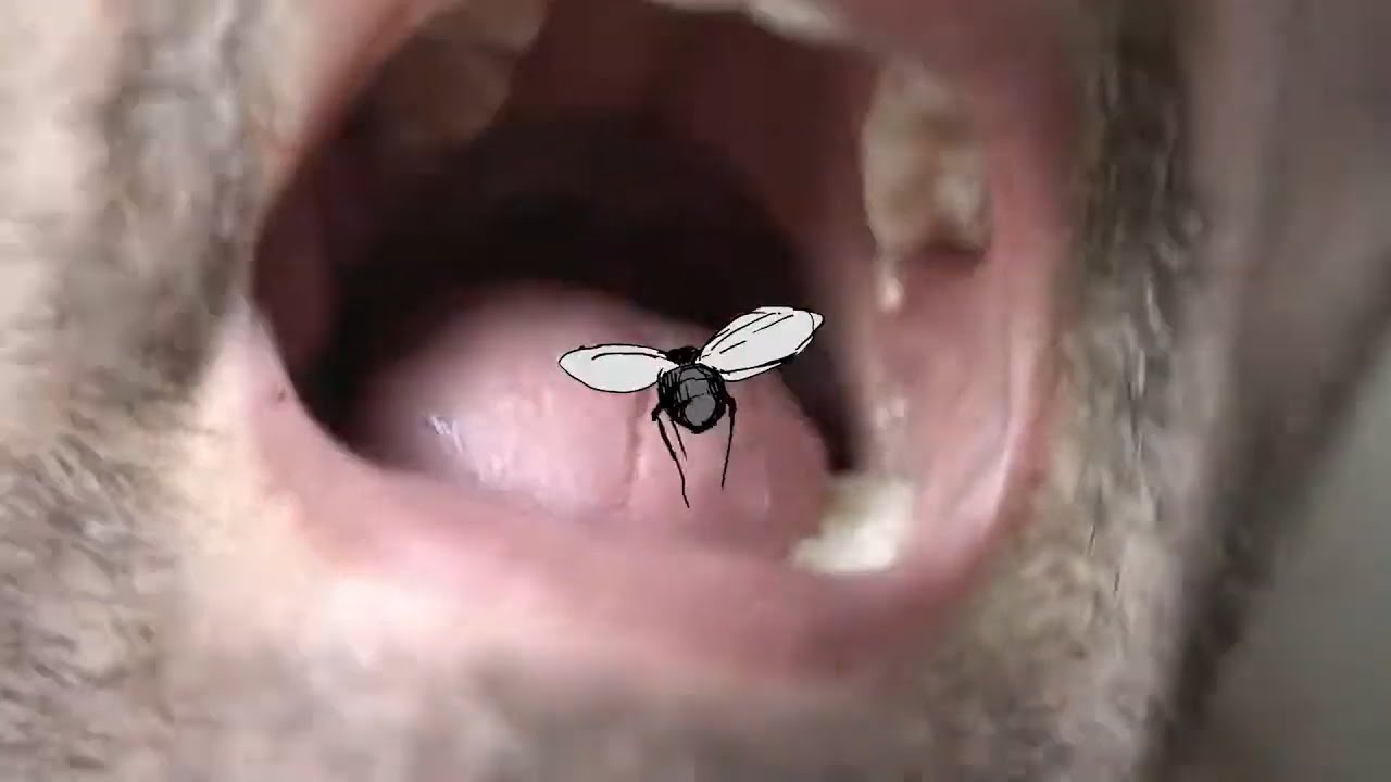 Zzzzz PPFM 2018 - Tiny Fly Flies Into Giant Man's Mouth Tiny Bug, Insect - YouTube