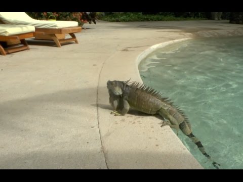 Crazy!! Iguana JUMPS into the pool - YouTube