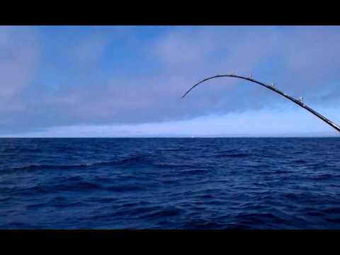 Fish Hookers Sportfishing Albicore Albacore Tuna Ft. Bragg California ...