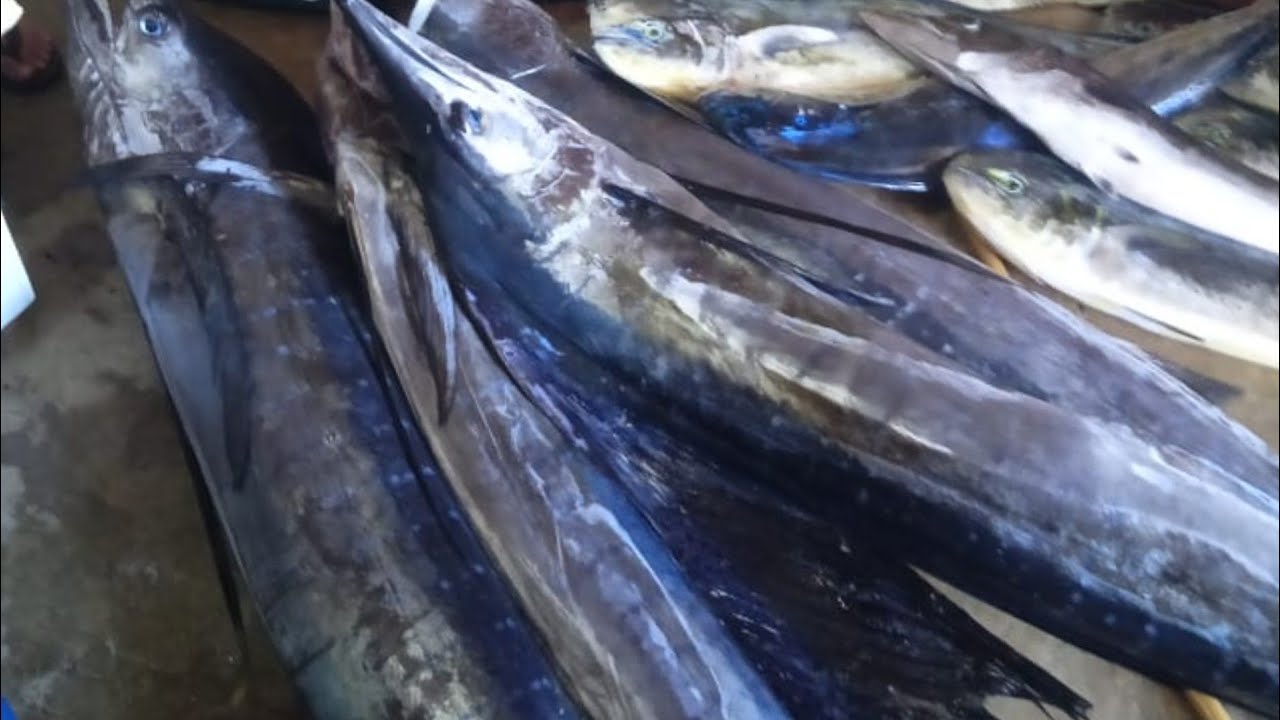 Ikan layaran - YouTube