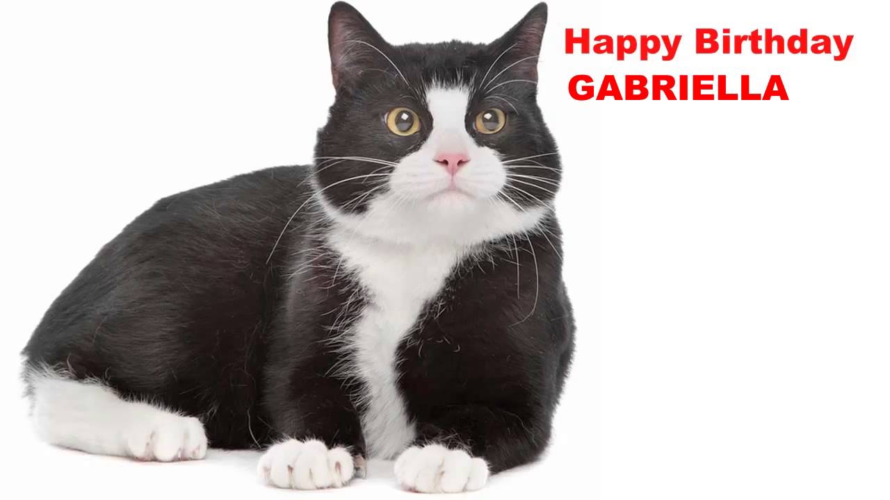Gabriella Cats Gatos - Happy Birthday - YouTube