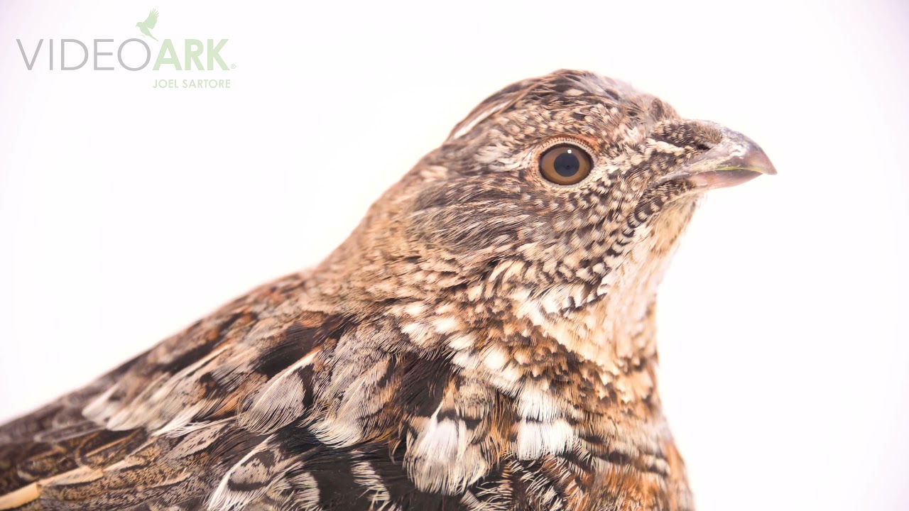 A male grey ruffed grouse (Bonasa umbellus incana) at Grouse Park ...