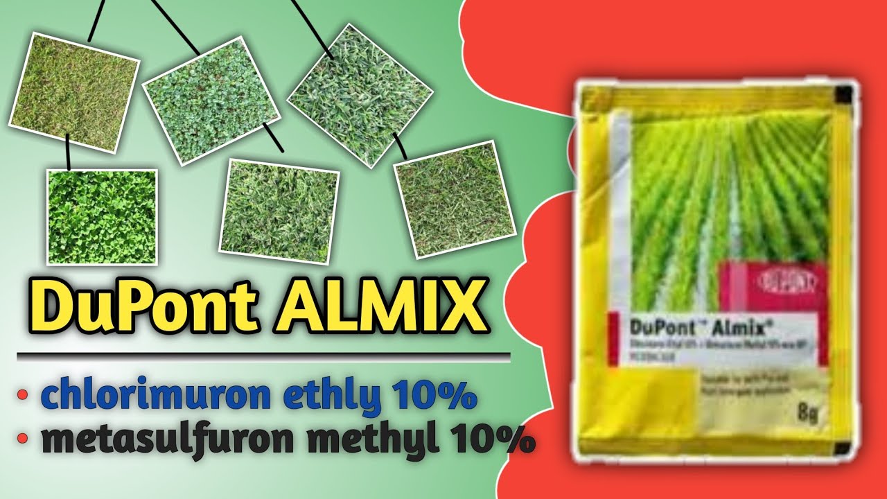 dupont almix | DUPONT | Chlorimuron ethly 10% + metasulfuron methly 10% ...