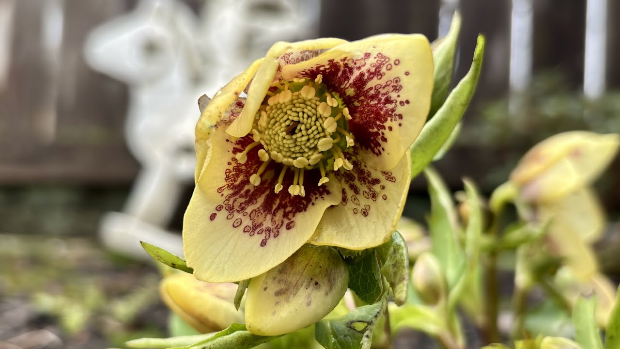 Spring Cut Back For "Rio Carnival" Hellebore (4K) - February 23, 2025 ...
