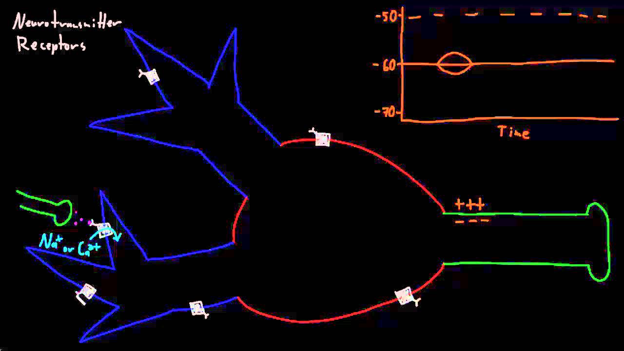 Neuron graded potential mechanism - YouTube
