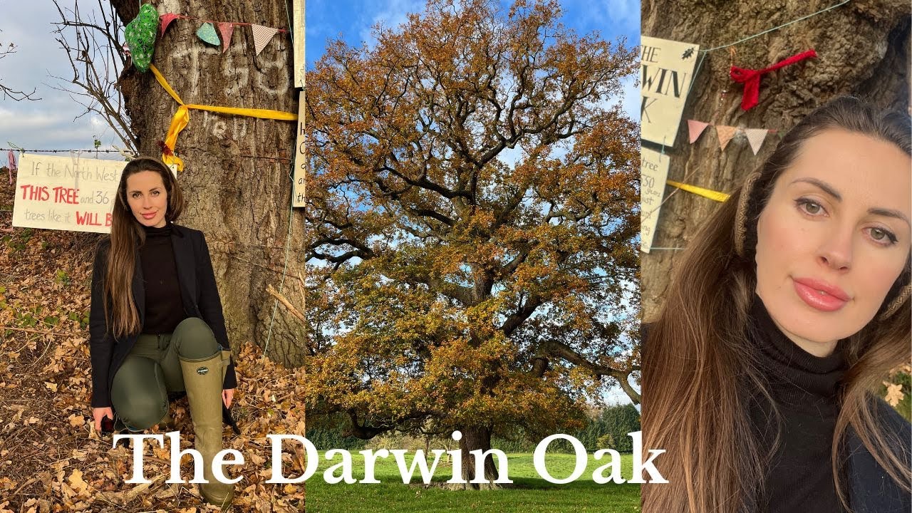 The Sad Tale of the Darwin Oak and a Peaceful walk in the English ...