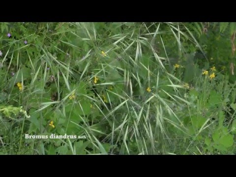 Bromus diandrus