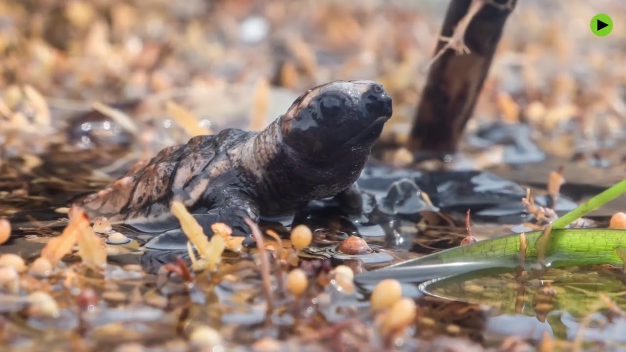 Footage Of Baby Turtles Drowning In Plastic Is Going Viral & Raising ...