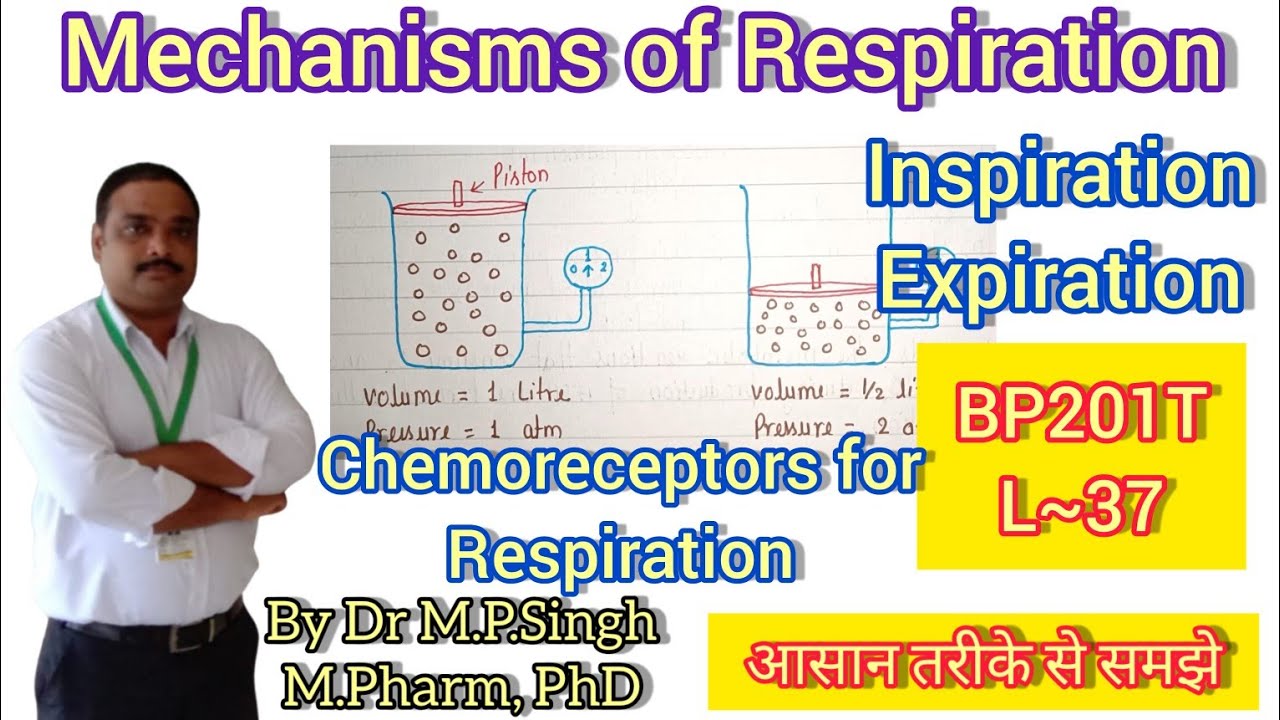 Mechanisms of Respiration | Respiratory System | Human Anatomy ...