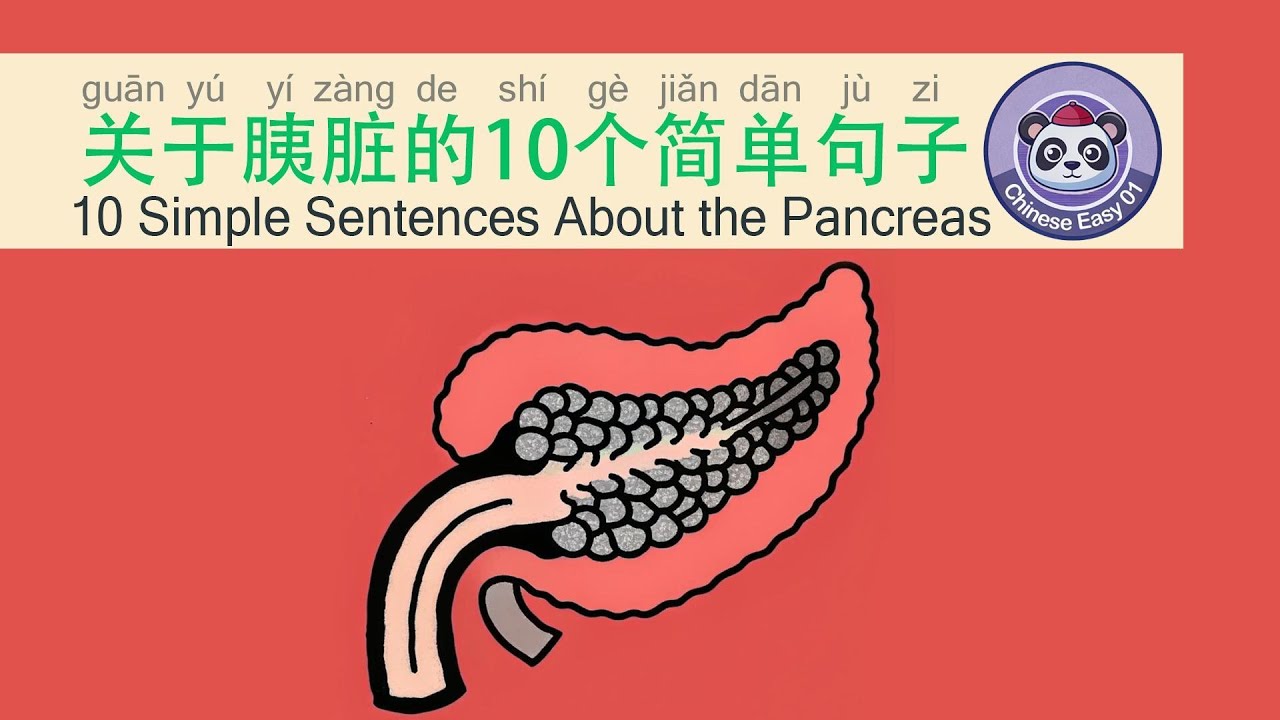 Easy Chinese Learning:10 Simple Sentences About the Pancreas轻松学中文：关于胰脏的 ...