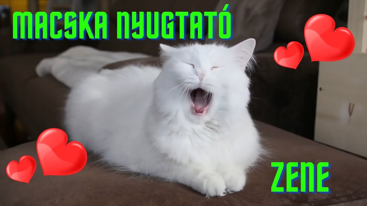 Amit szeretnek hallgatni a macskák 🐱 Macskák szeretik a zenét 🐱 Hang ...