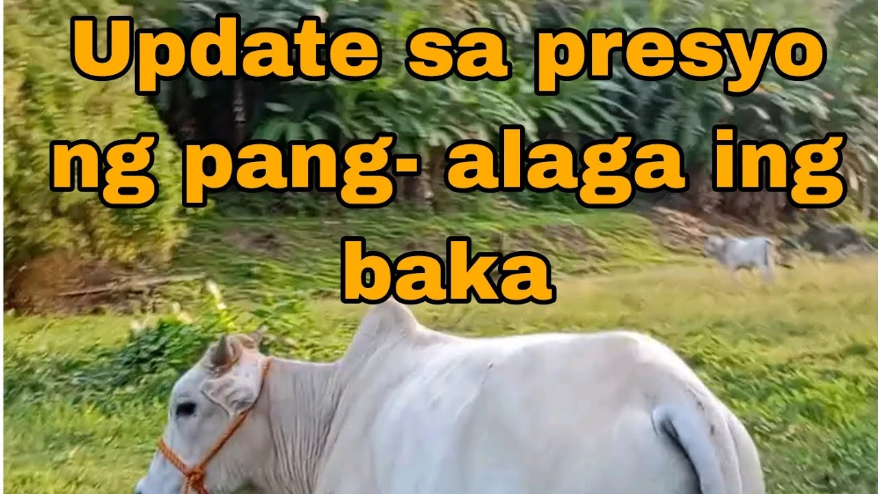 update sa presyo ng pang- alagaing baka#driverbuyandselltv #farming # ...