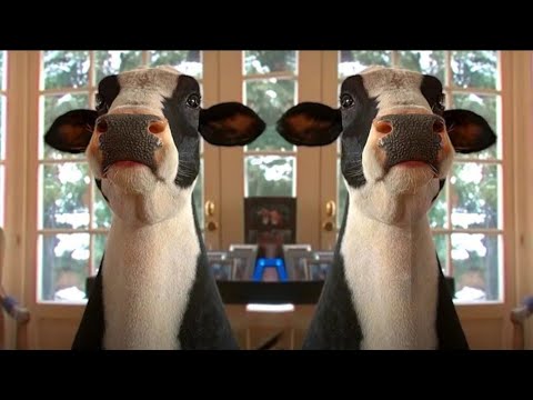 CRAZY COW DANCE 11 | COW DANCE & COW SONG | COW DANCE 🐮🐮🐄🐄 - YouTube