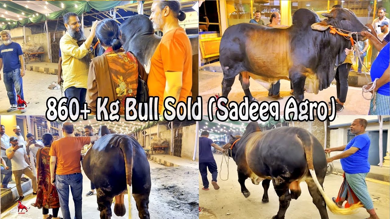Live Sold Sadeeq Agro 860+ Kg's Black Huge Bull 😱 | 2023 Qurbani Eid ...