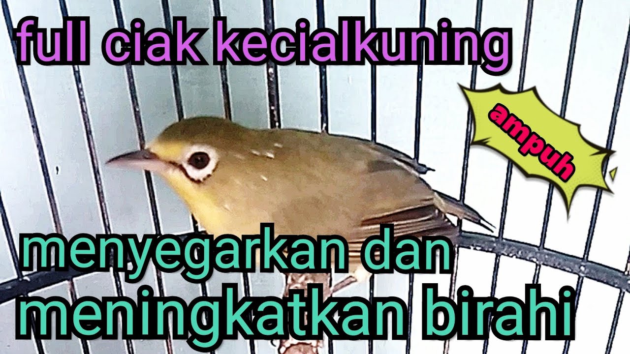 full ciak ciak kecialkuning menyehatkan dan meningkatkan birahi # ...