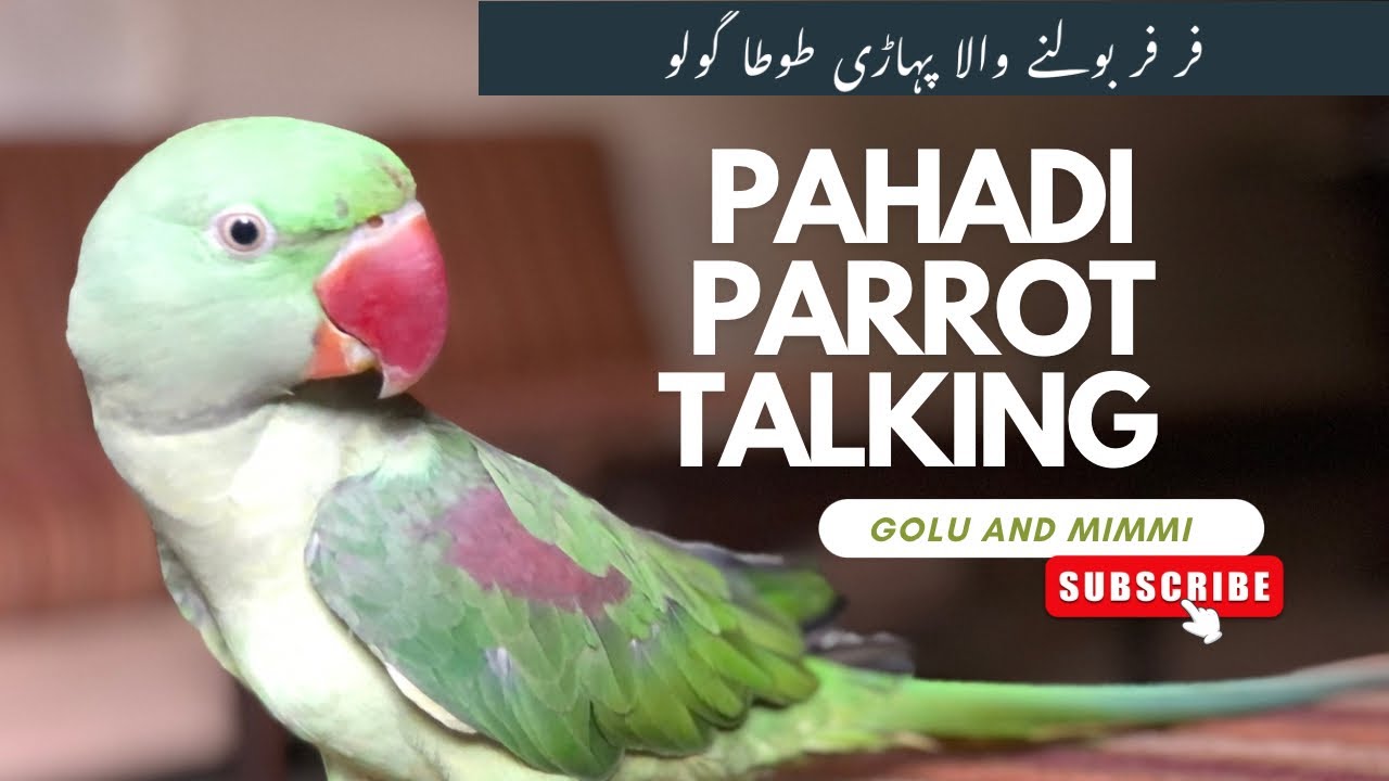 Pahadi Parrot Talking || Mitthu training #rawparrots #bolnewalaparrot # ...