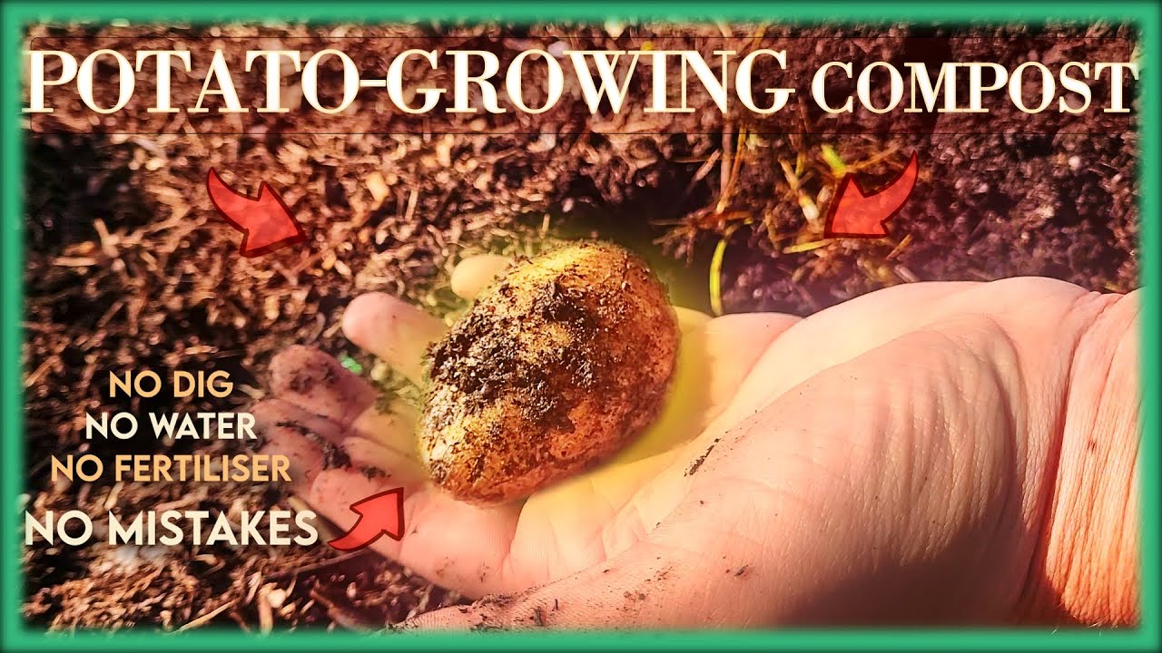 3 STEPS to make an SUPER effective POTATO-GROWING COMPOST | GARDEN ...