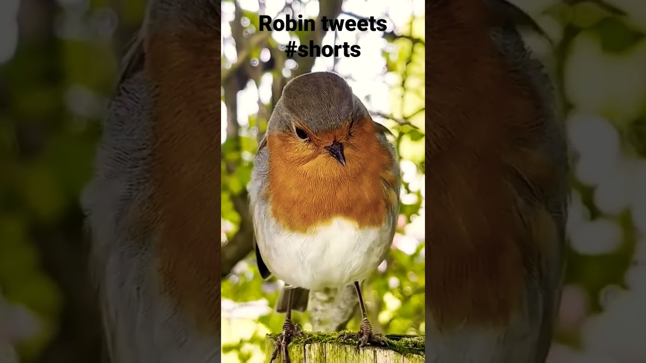 Cute Robin Tweets | Amazing birds sound#shorts - YouTube