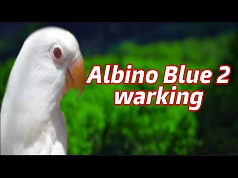 How to produce Albino Blue 2 | Albino split Blue 2 | Blue pastel/ino ...