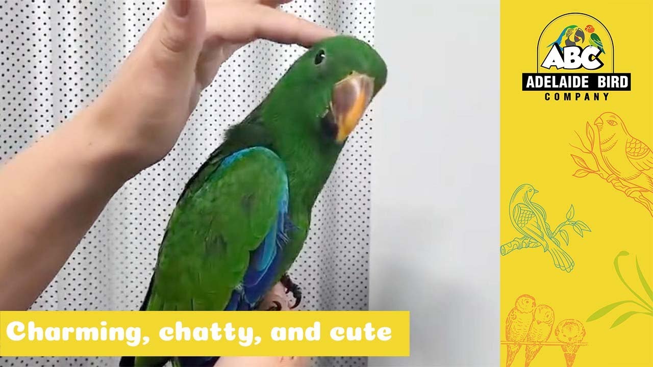 Beautiful Baby Hand-Raised Male Eclectus | Adelaide Bird Co - YouTube