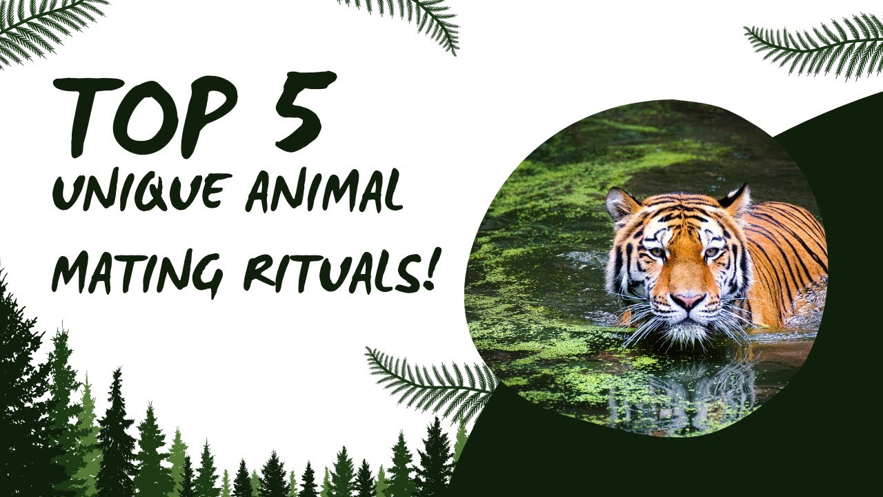 Top 5 Unique Animal Mating Rituals You Won't Believe! - YouTube