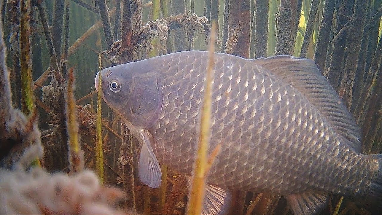 Тактика и наблюдение при ловле карася зимой. Подводные съёмки подо льдом. Камера Focusfish - YouTube