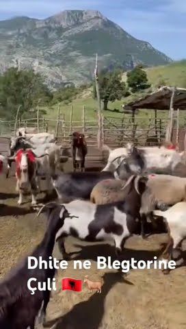 Dhite ne blegtorine Çuli - YouTube