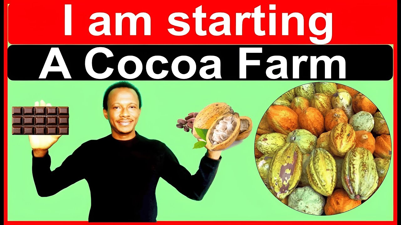 How to start a cocoa farm - YouTube