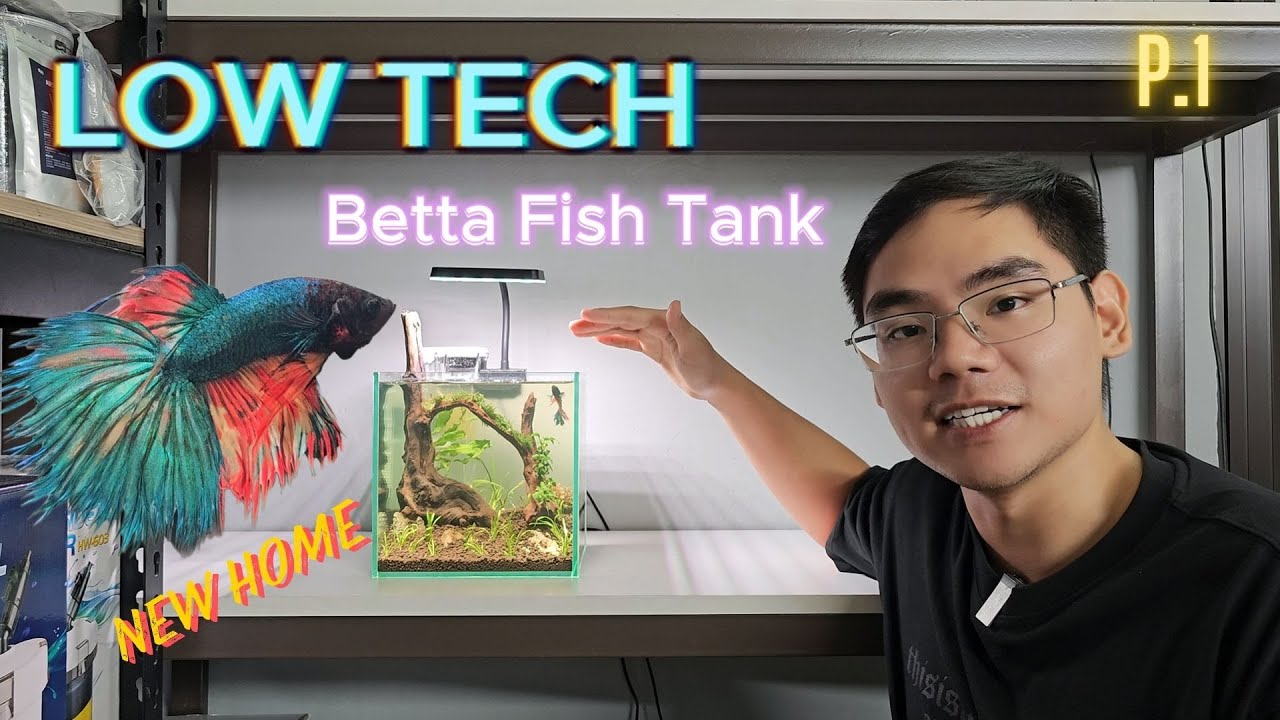 (Trải nghiệm) LOW TECH Betta Fish Tank P.1 - Mình đã làm ngôi nhà mới ...