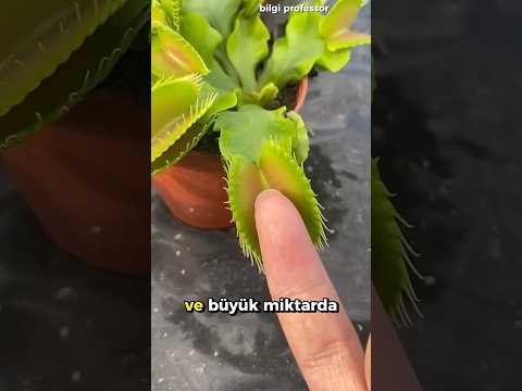 Etçil Bitkiler İnsanları Yiyebilir mi?