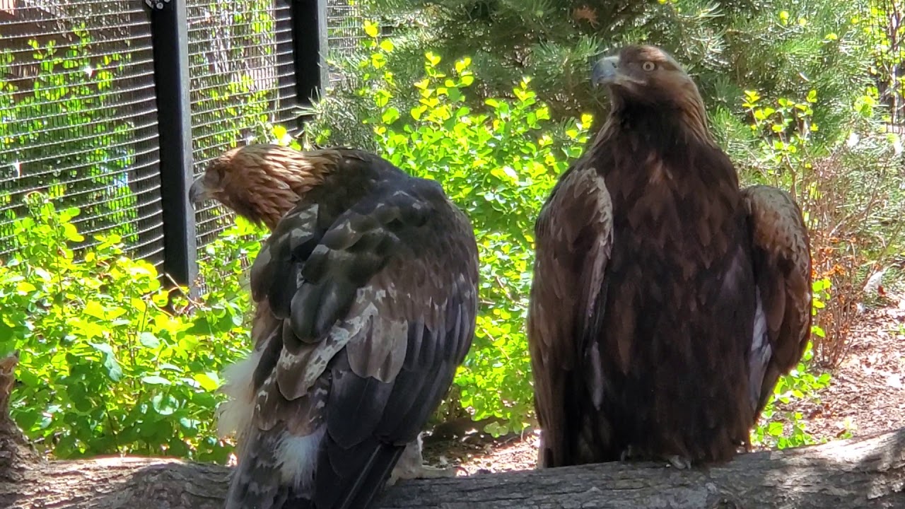 Golden Eagle Pair @ Tracy Aviary - YouTube
