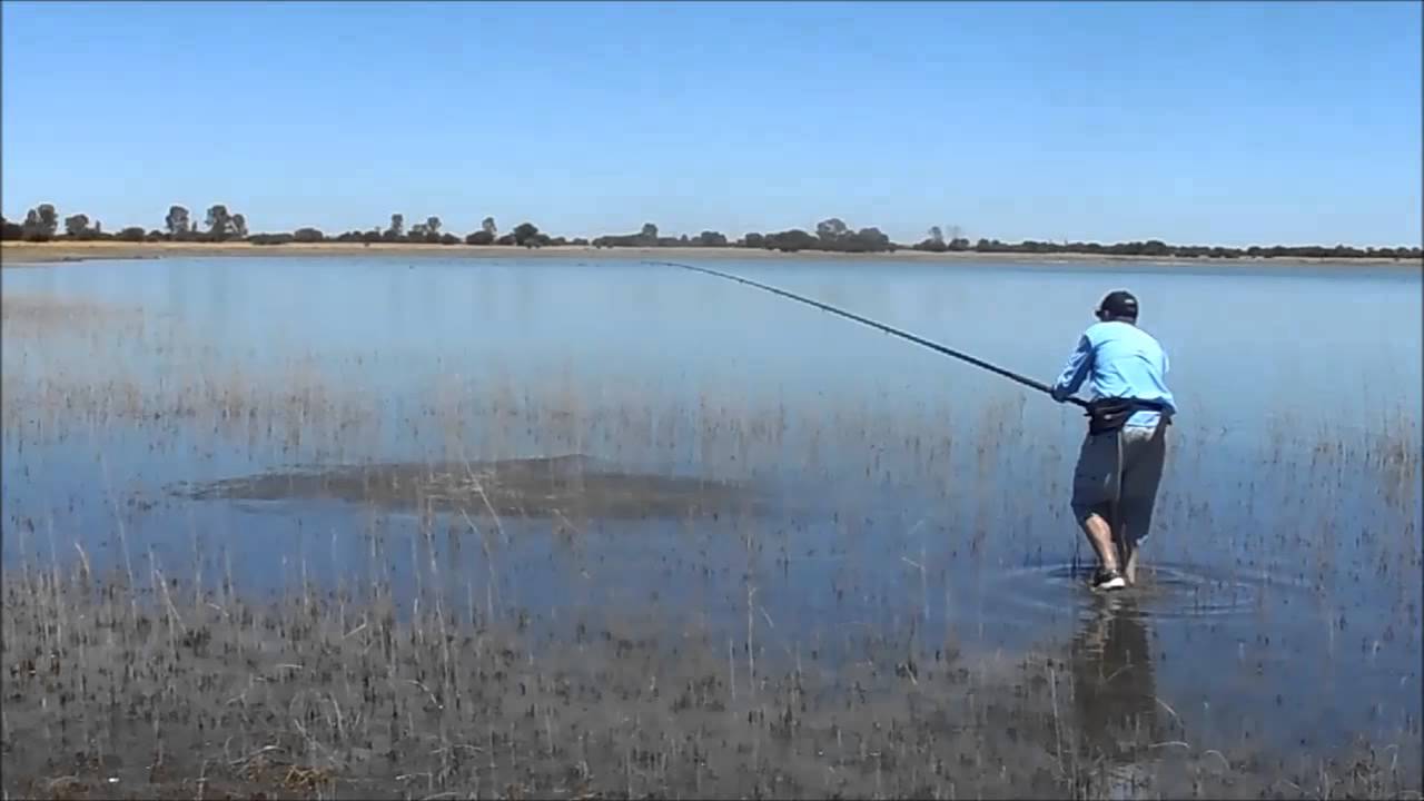 Carp on Drop shot Johan Hoffman - YouTube