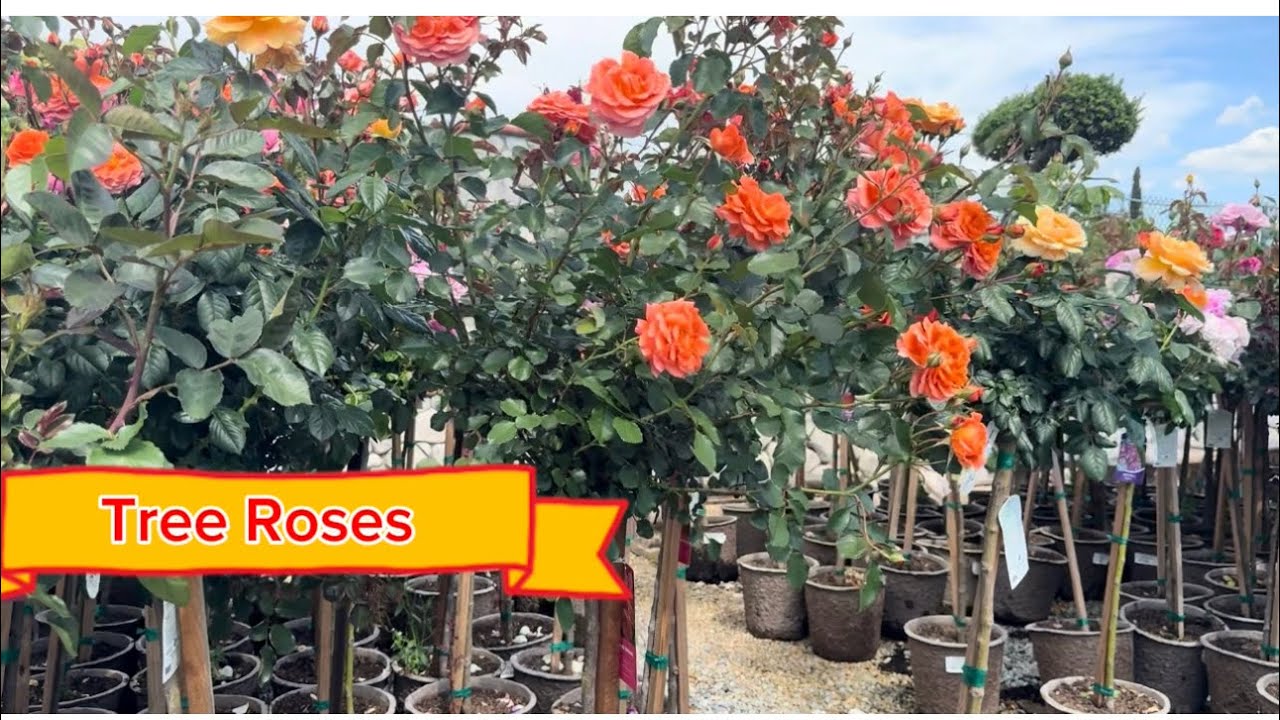 Tree Roses at Payless Nursery #treerose #roses #youtube #nature - YouTube