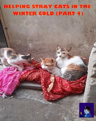 HELPING STRAY CATS IN THE WINTER COLD! (PART 4) - YouTube
