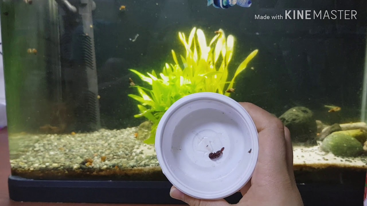 Korean Torrent Catfish 퉁가리 - YouTube