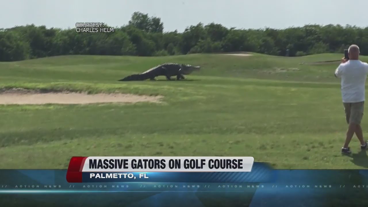Massive alligator spotted on golf course - YouTube