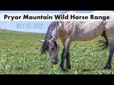 Pryor Mountain Wild Horse Range. July 25, 2022 - YouTube
