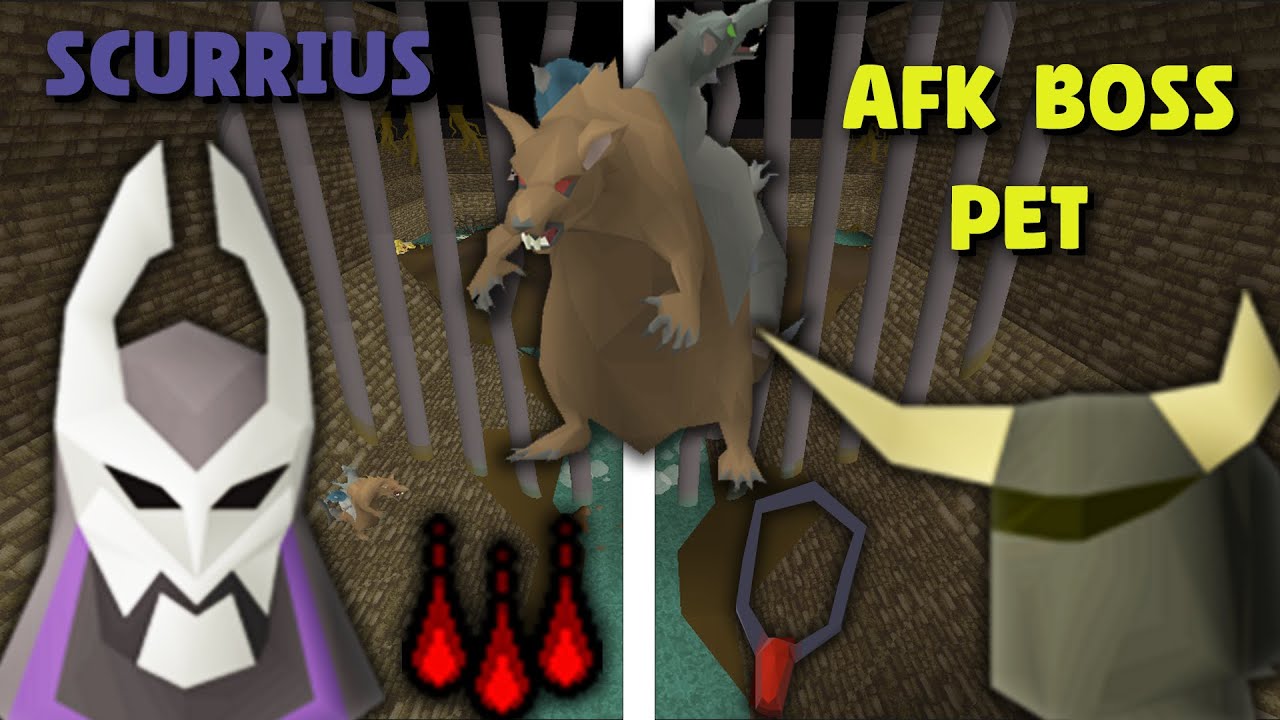 How to Completely AFK The Easiest Boss Pet in Runescape! (Scurrius ...