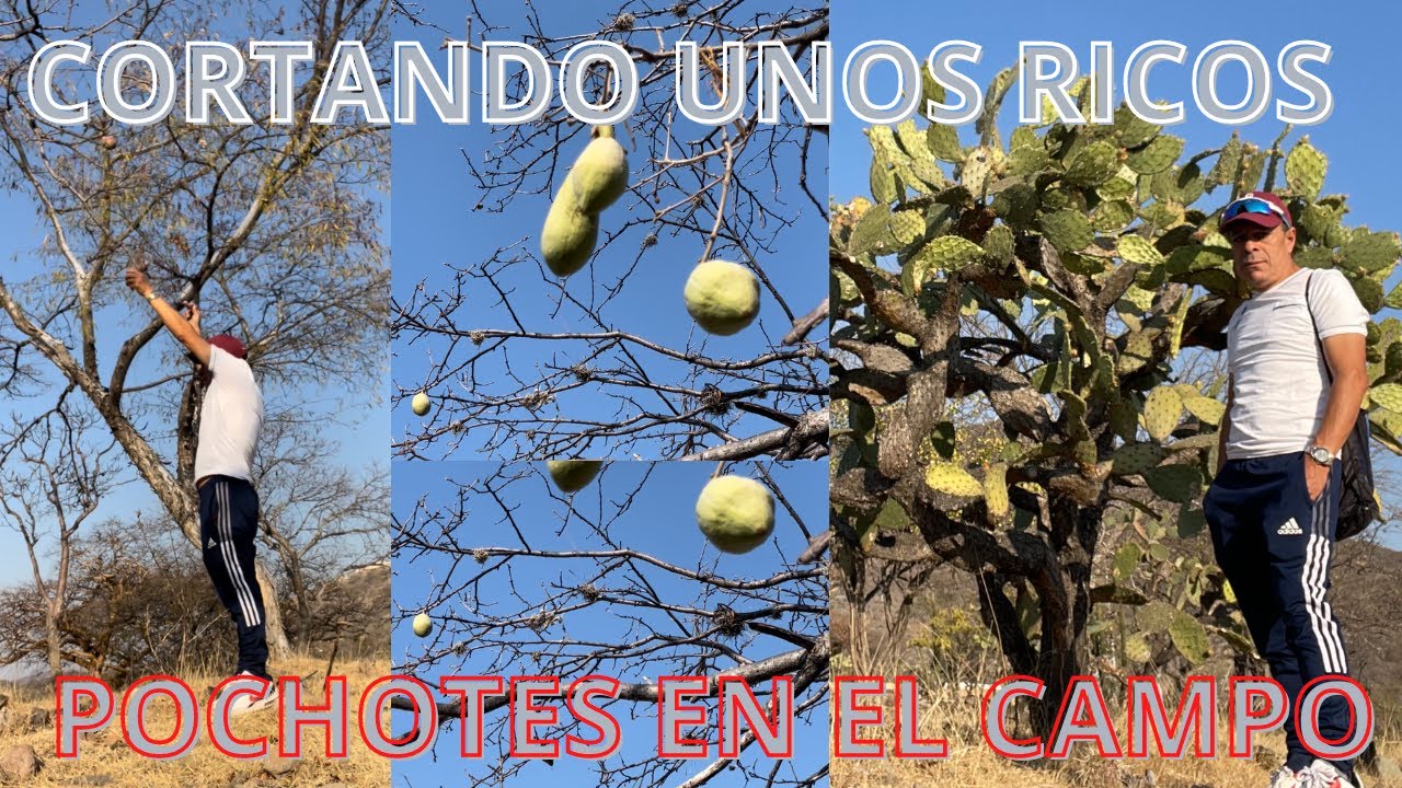 QUE BONITO ES EL CAMPO COMIENDO POCHOTES EN EL CERRO - YouTube