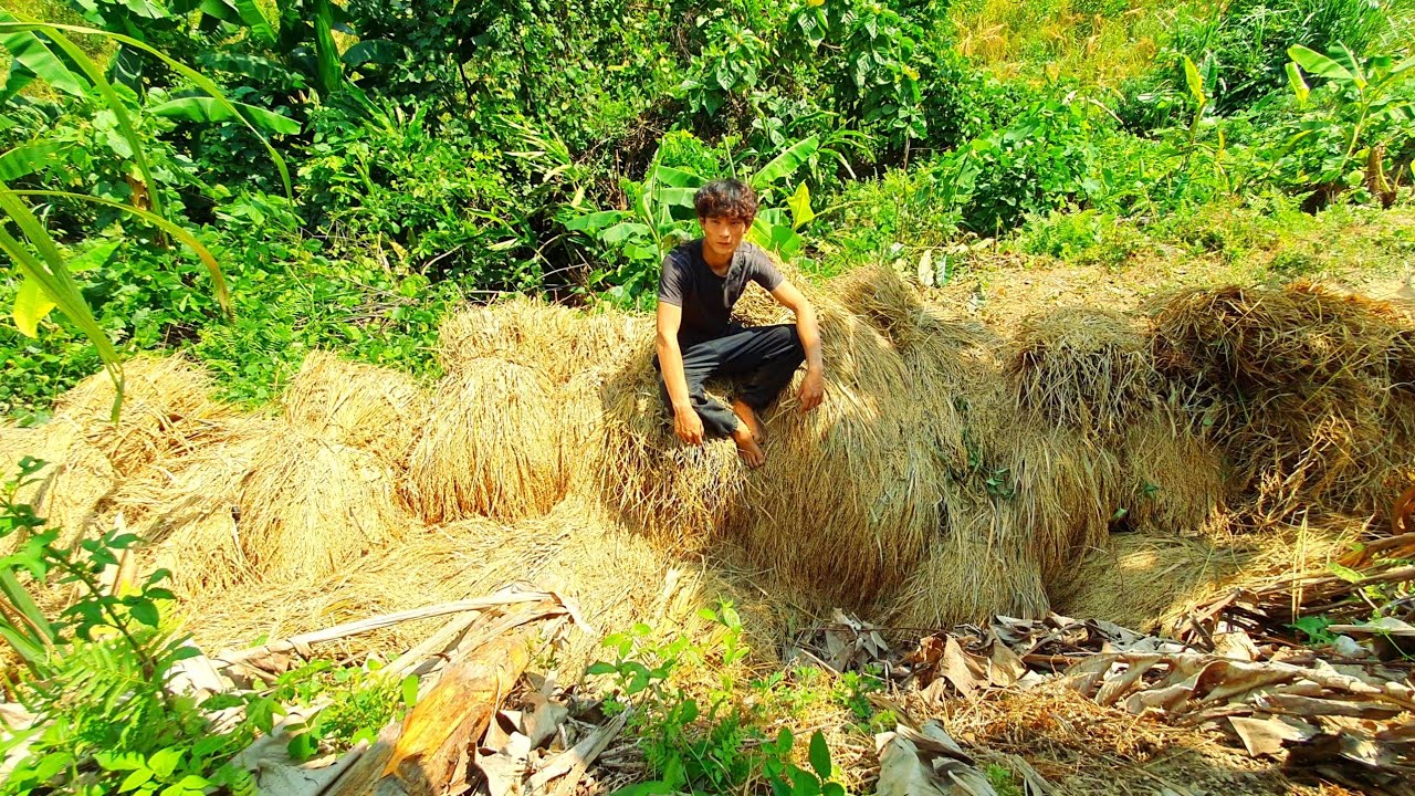 Collecting All Rice in Bulk, Building Life, Episode 29 - YouTube
