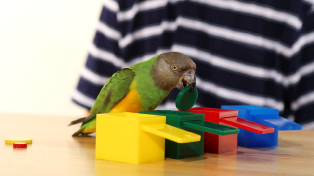 #ParrotVideos #CuteBirds CUTE PARROT PLAYING WITH TOYS | FUNNY PARROTS ...
