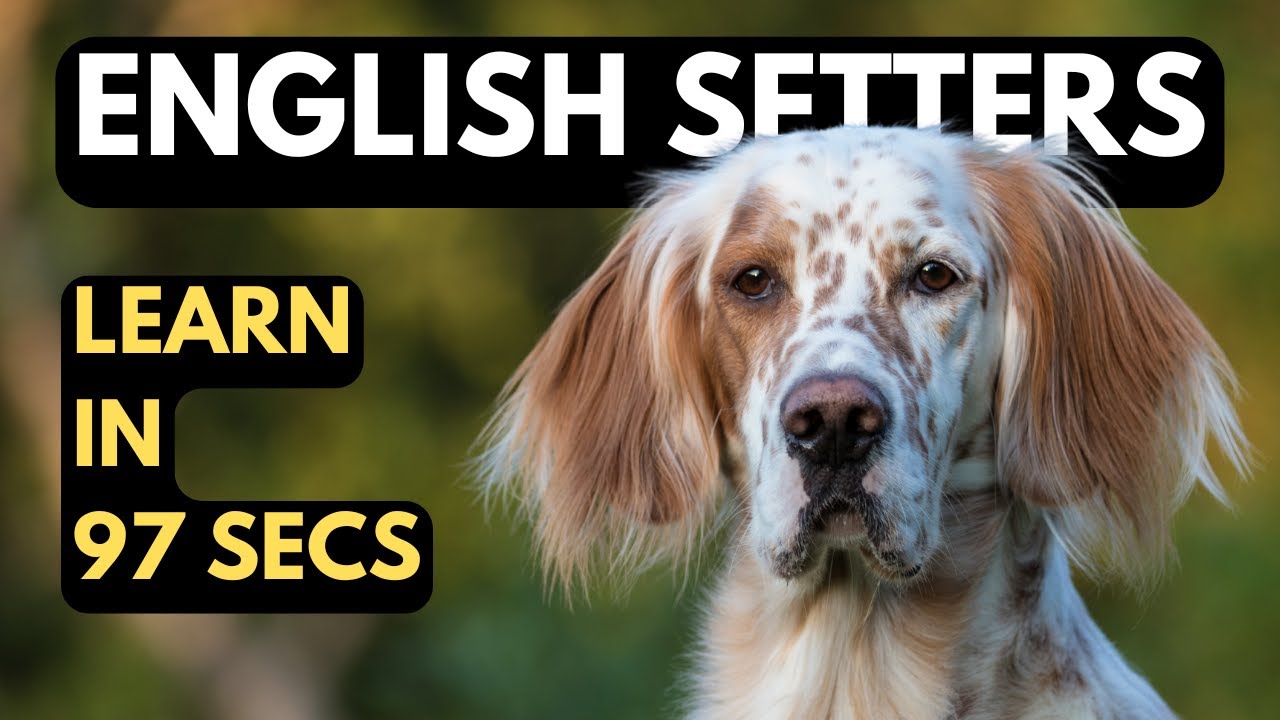 English Setter in 97 secs: Everything You Need to Know About This ...