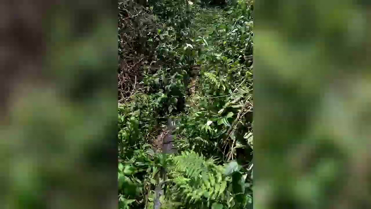 Roshi waterfall - YouTube