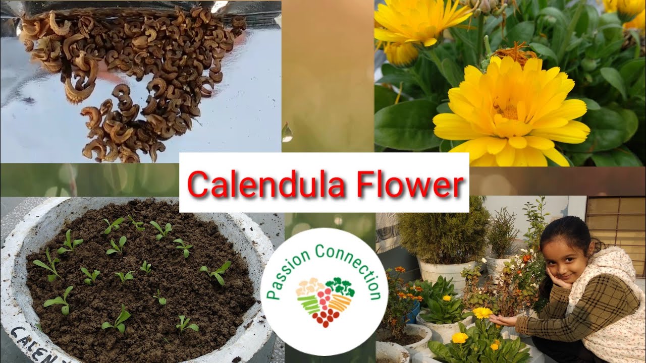 How to grow and care Calendula plant || Seed propagation || flower ...