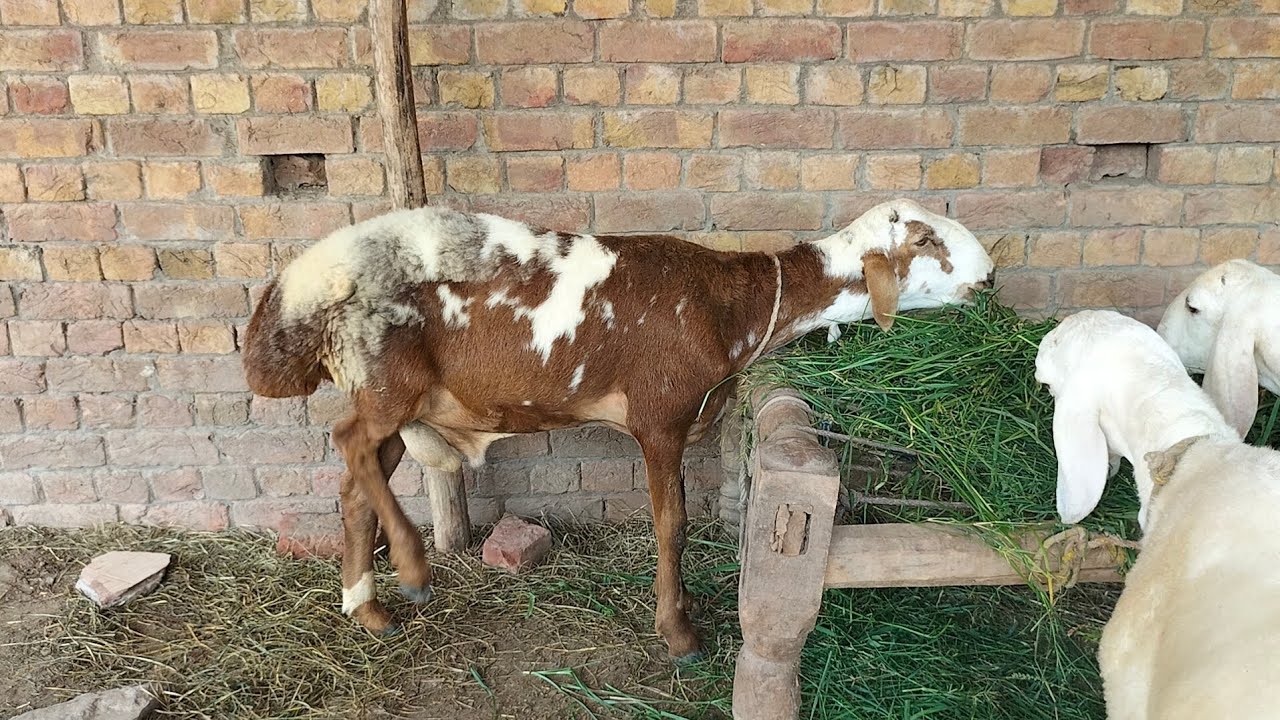 White Turkey Dumba ka rate Howa Zada Lahore Bakra Mandi Ma Dumba ka ...