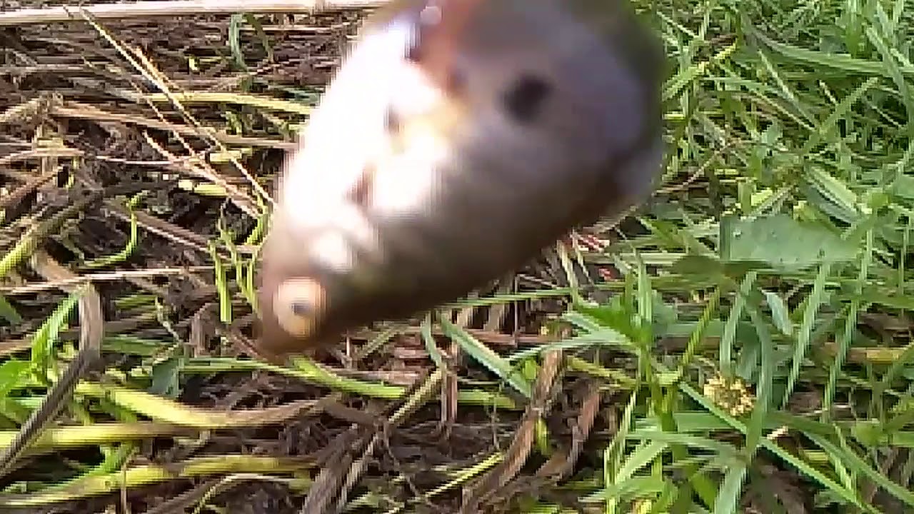 Mancing ikan sepat di parit kuning - YouTube